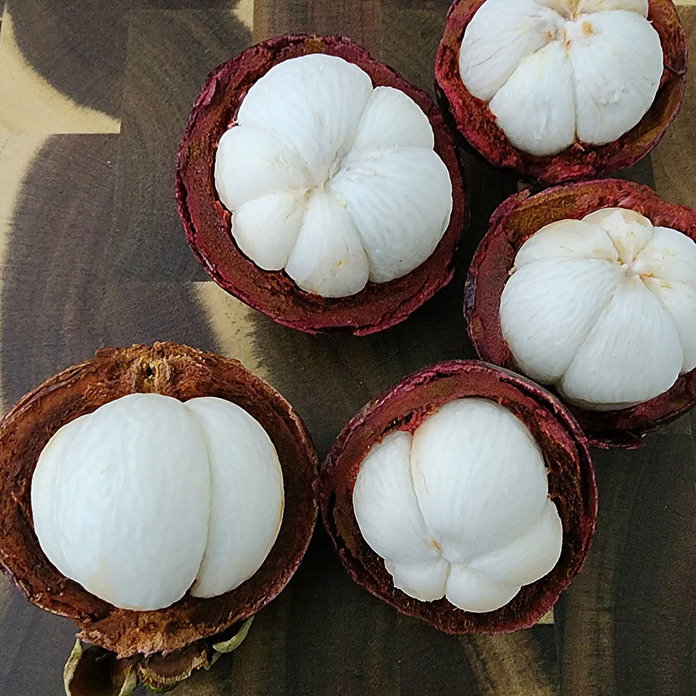 농벤져스 망고스틴 항공운송 태국 생과 프리미엄 망고스틴 5kg (500g*10망) - 열려라 공동구매